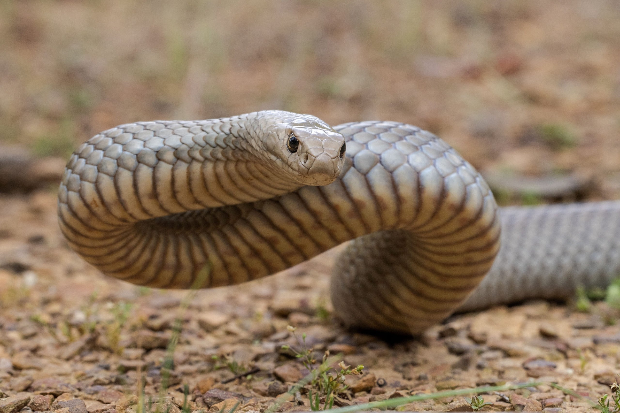 Snake Safety Australia